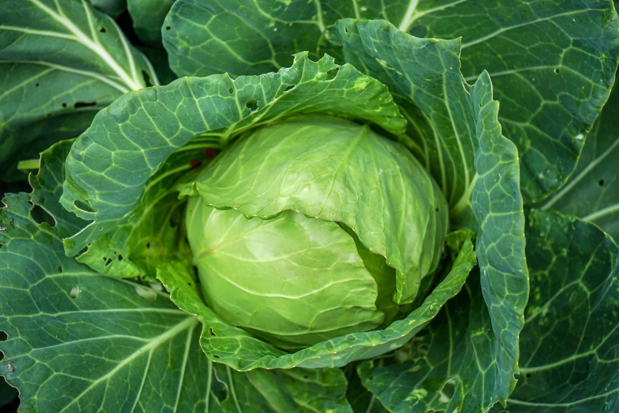 Cool Season Vegetables - State Horticulture Mission