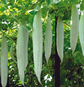 Snake Gourd - State Horticulture Mission