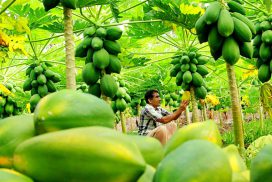 Scheme Details - State Horticulture Mission