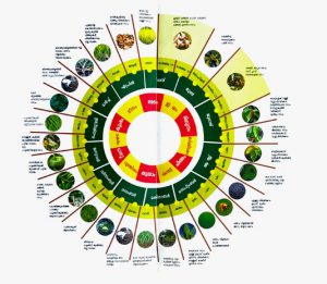 State Horticulture Mission – Government of Kerala